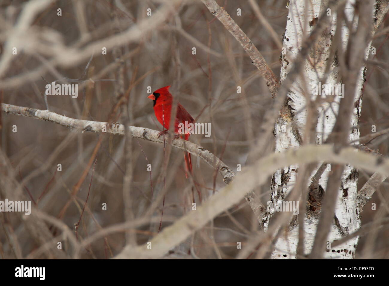 Oiseau cardinal hi-res stock photography and images - Alamy
