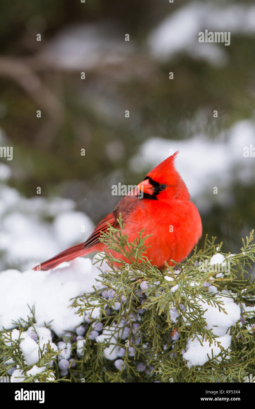 Juniper seed bird hi-res stock photography and images - Alamy