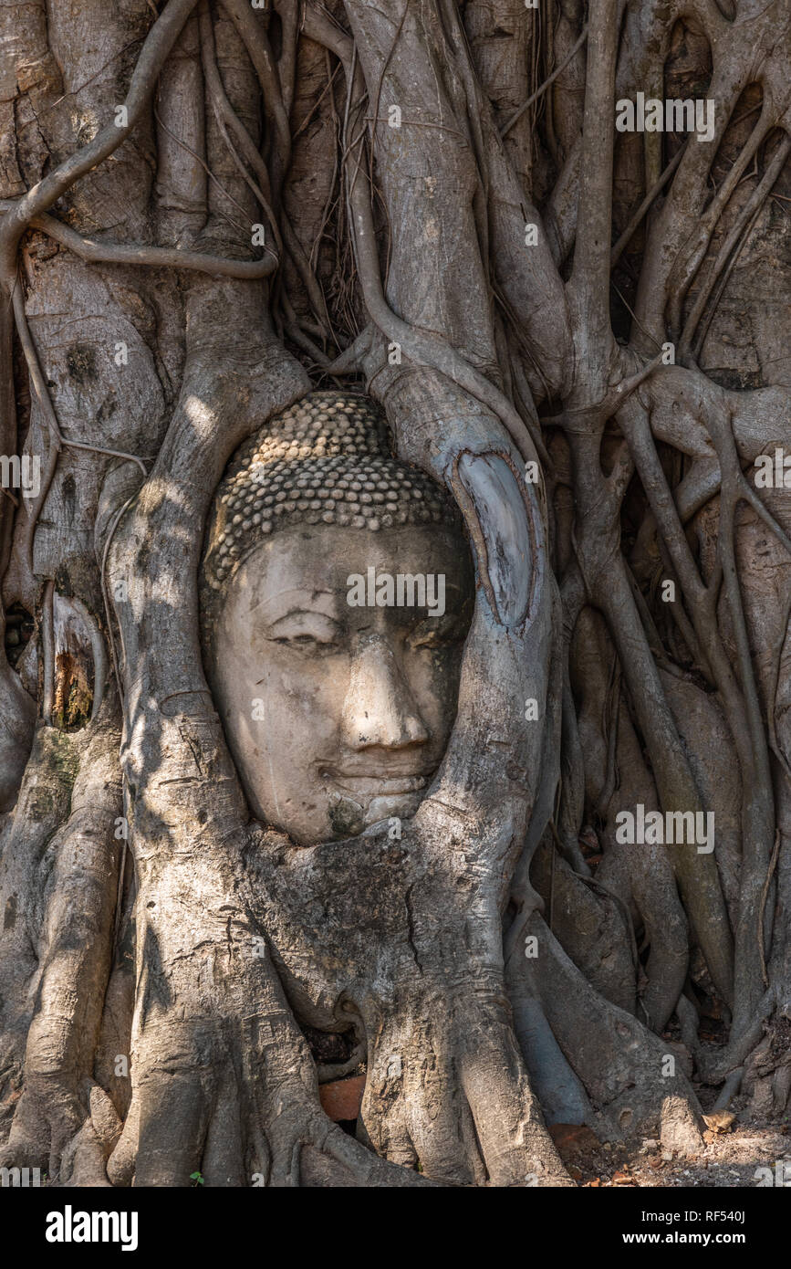 The pipal tree High Resolution Stock Photography and Images - Alamy