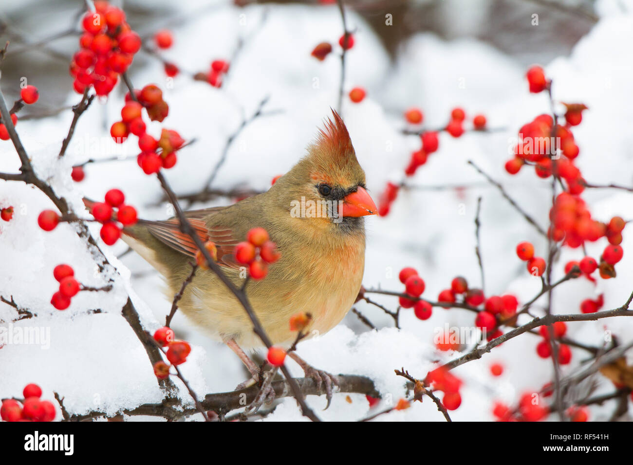 Cardinal in winterberry hi-res stock photography and images - Alamy