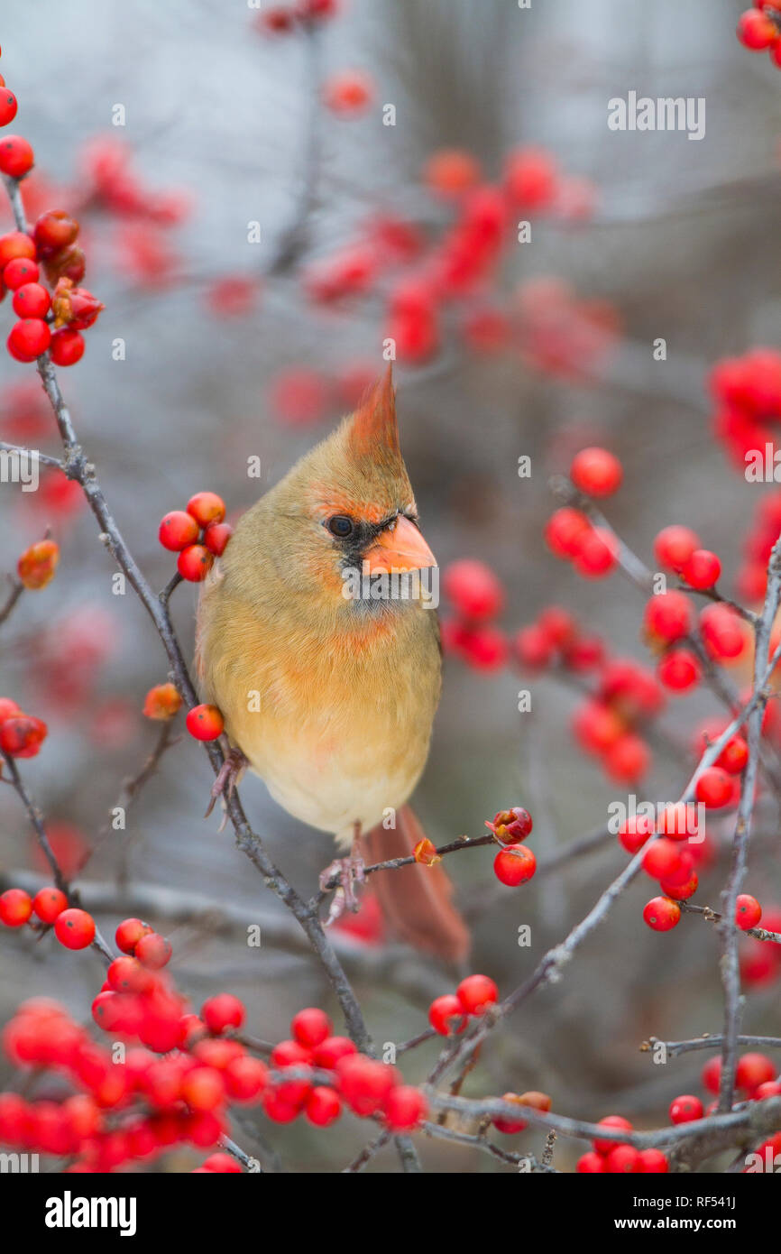 Cardinal In Winterberry High Resolution Stock Photography and Images ...