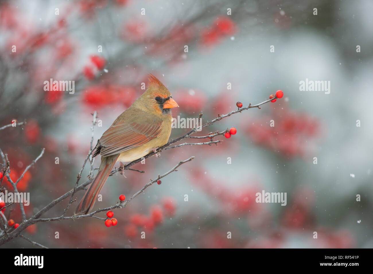 Cardinal in winterberry hi-res stock photography and images - Alamy