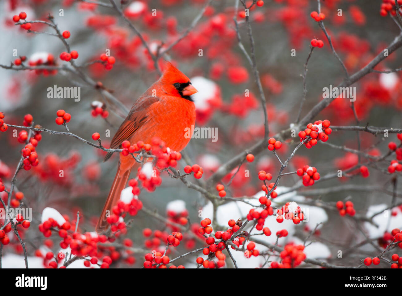 21803 hi-res stock photography and images - Alamy