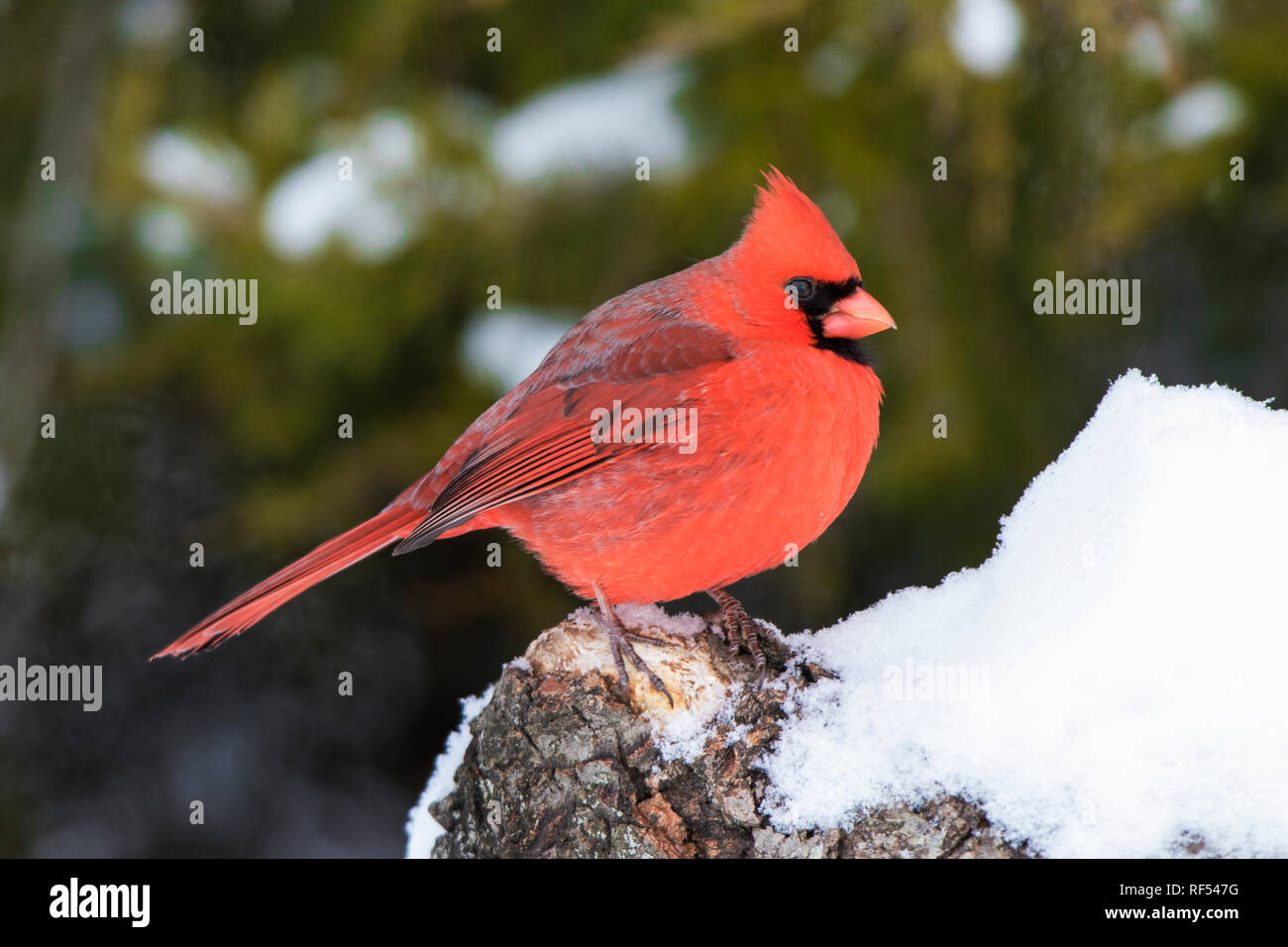 The northern cardinal illinois hi-res stock photography and images - Alamy