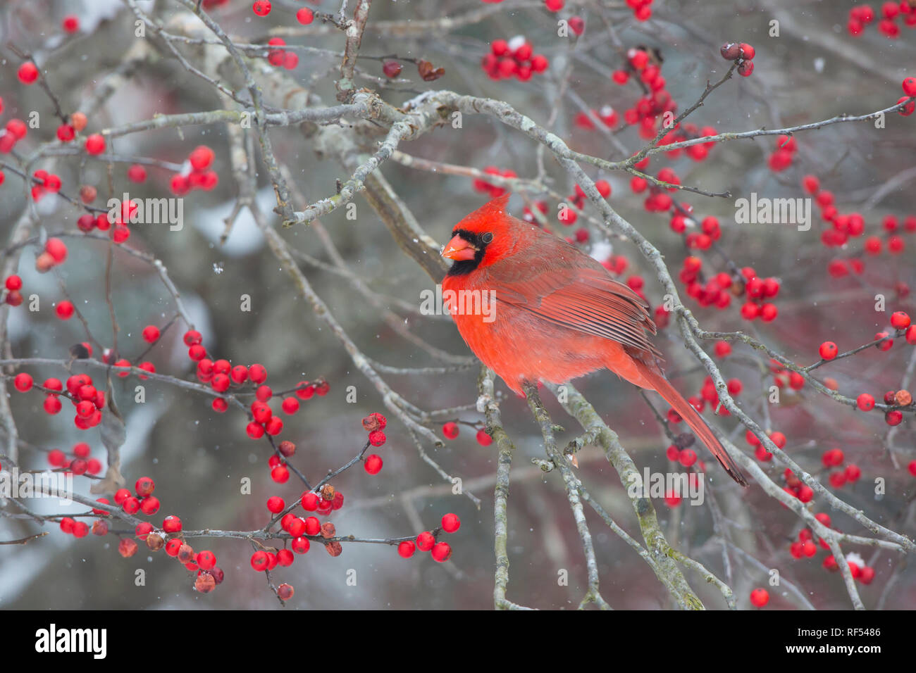 Cardinal in winterberry hi-res stock photography and images - Alamy
