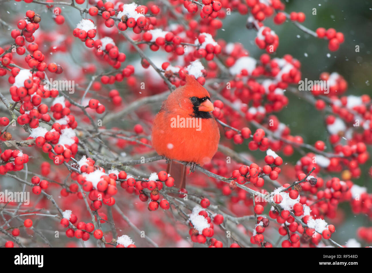 Cardinal in winterberry hi-res stock photography and images - Alamy
