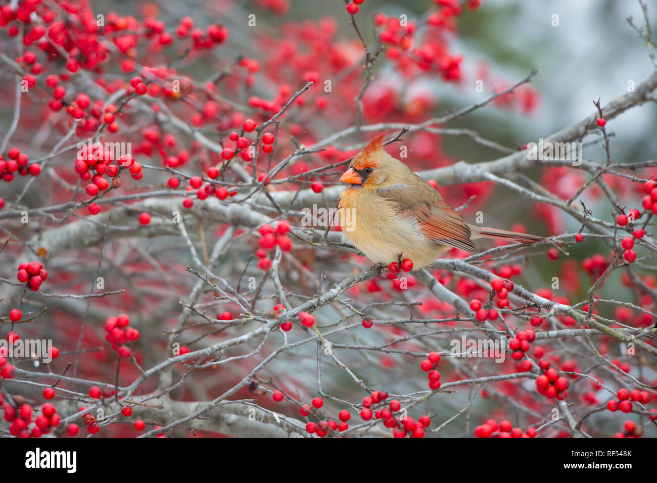 22801 hi-res stock photography and images - Alamy