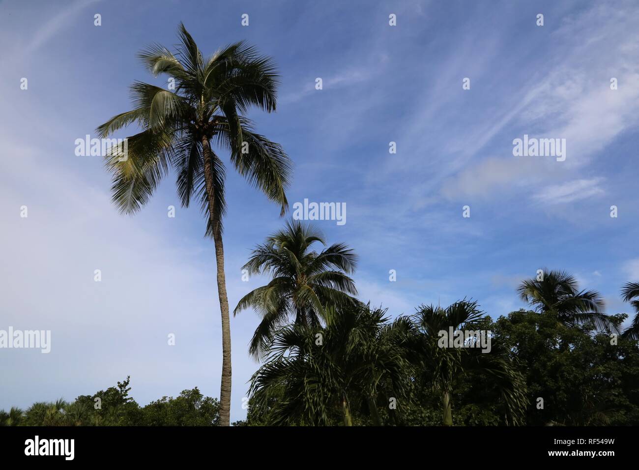 Palm tree in the warm climate Stock Photo - Alamy