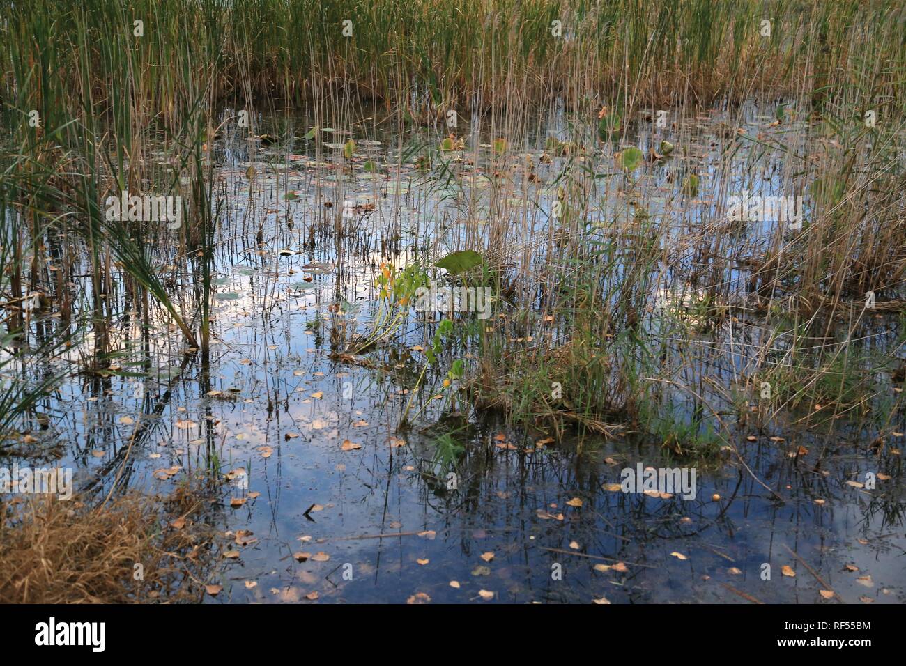 Tall grass in the ecological wetlands Stock Photo - Alamy