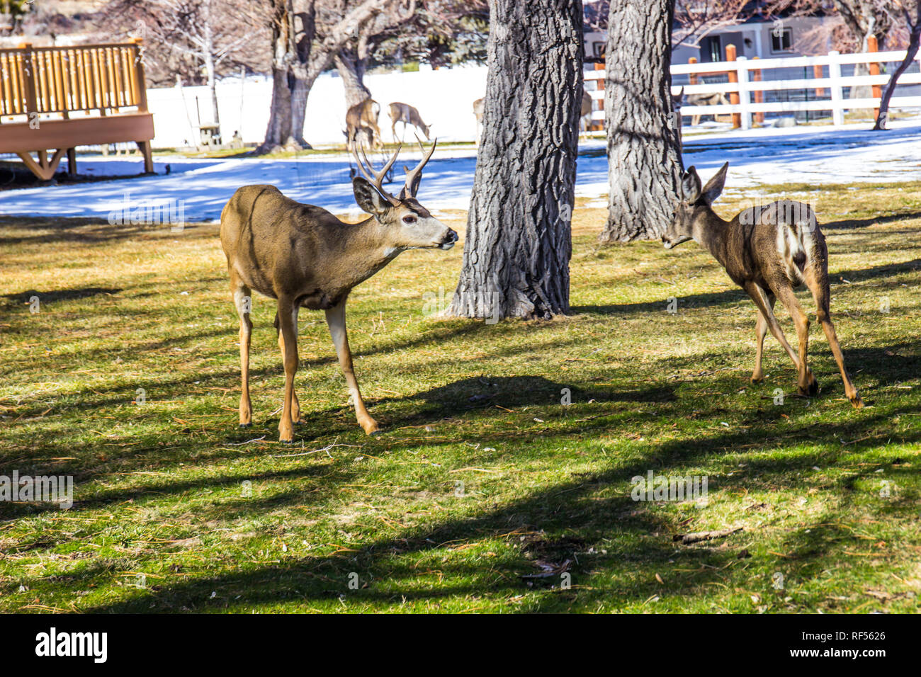 Dear eating grass hi-res stock photography and images - Alamy