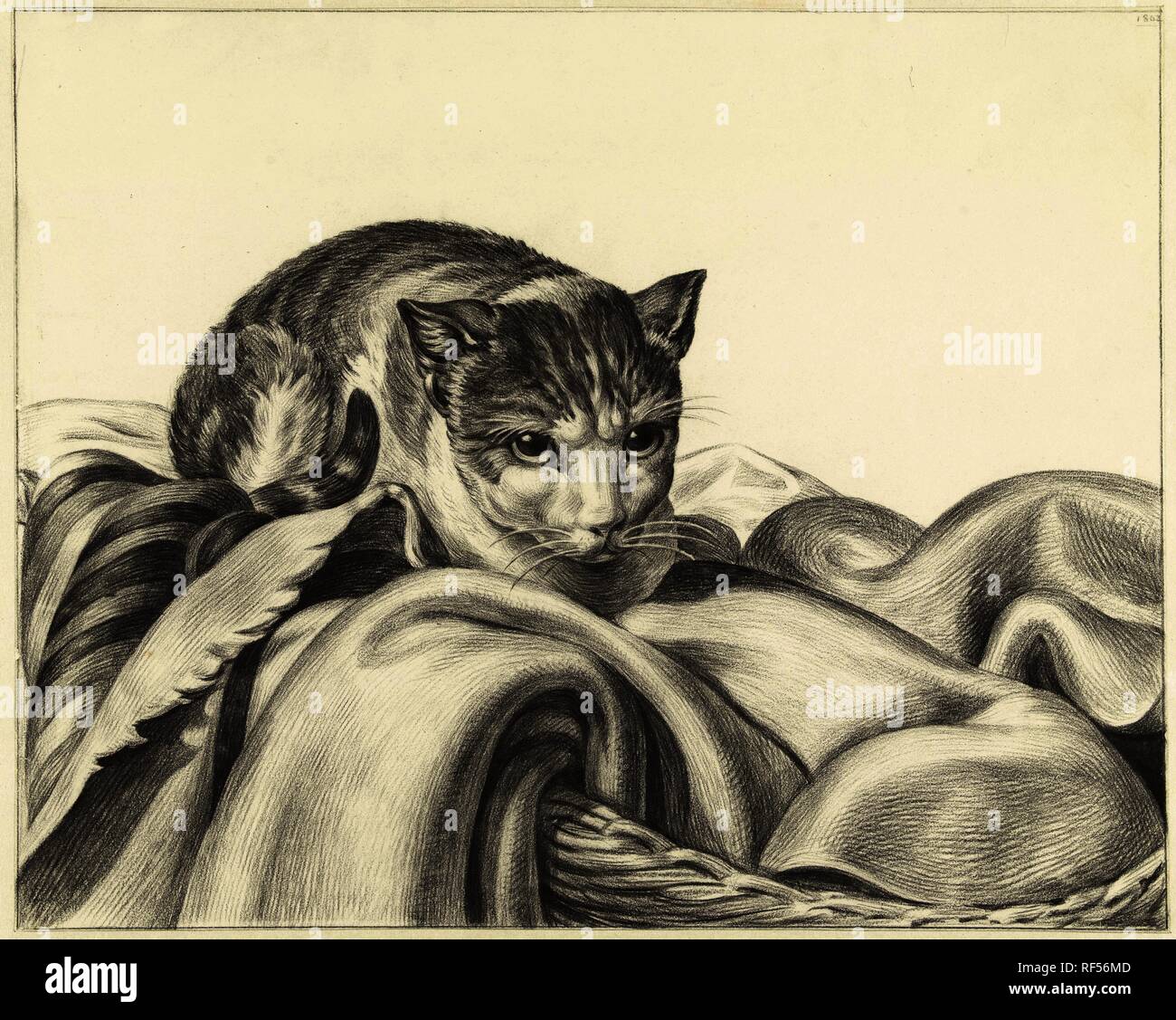 Jean bernard cat hi-res stock photography and images - Alamy