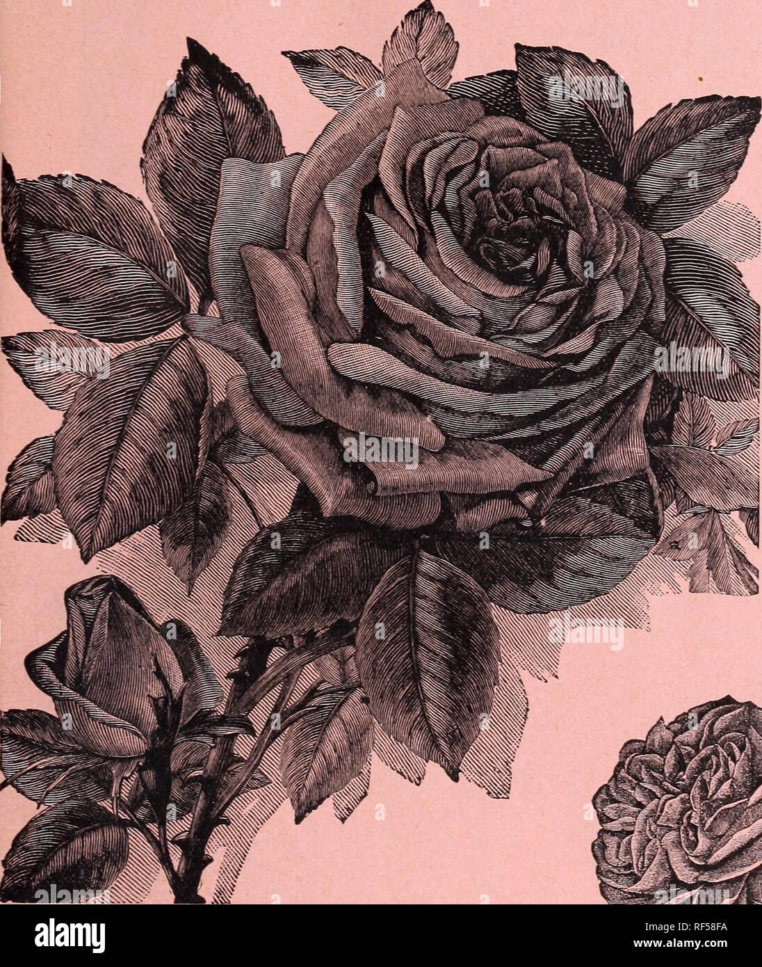 . Catalogue. Nursery stock Kentucky Louisville Catalogs; Nurseries ...