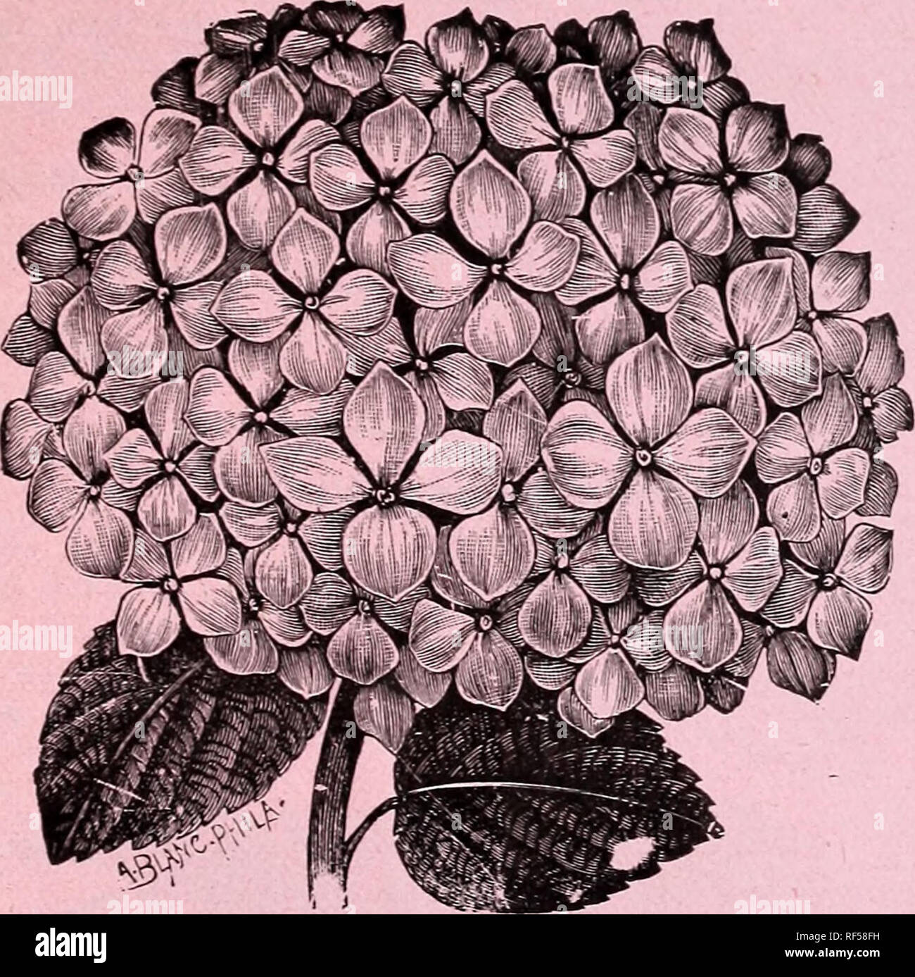 . Florists' wholesale price list plants, bulbs, seeds, etc. : from date ...