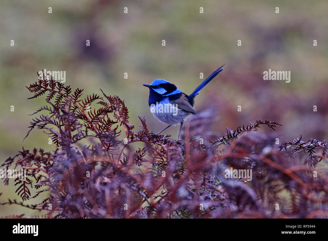 Beautiful blue of superb fairy wren bird in Tasmania Stock Photo - Alamy