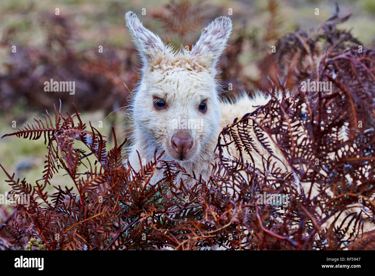 White marsupial hi-res stock photography and images - Alamy