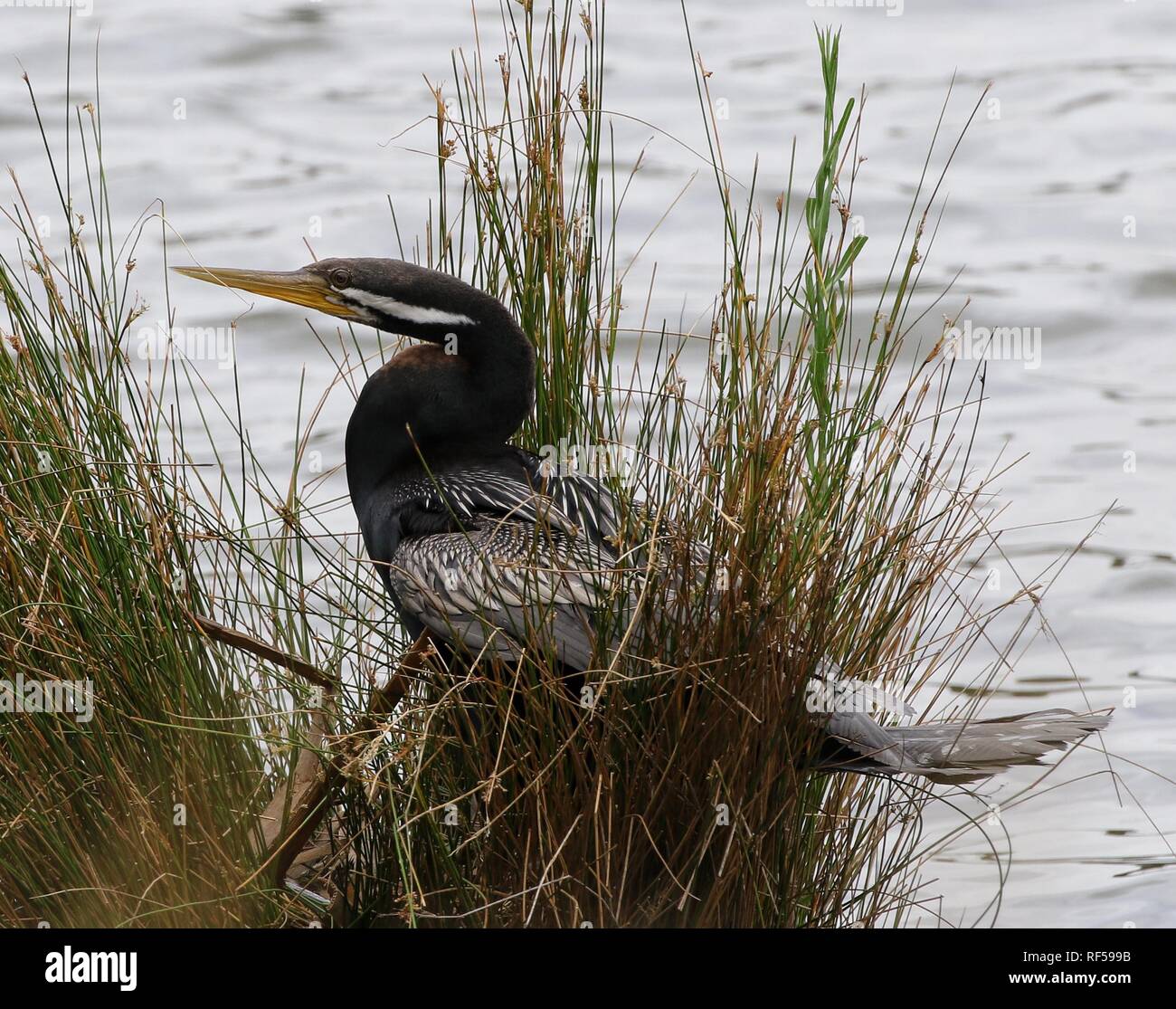 St Andrew's Cross Spider Stock Photo - Alamy