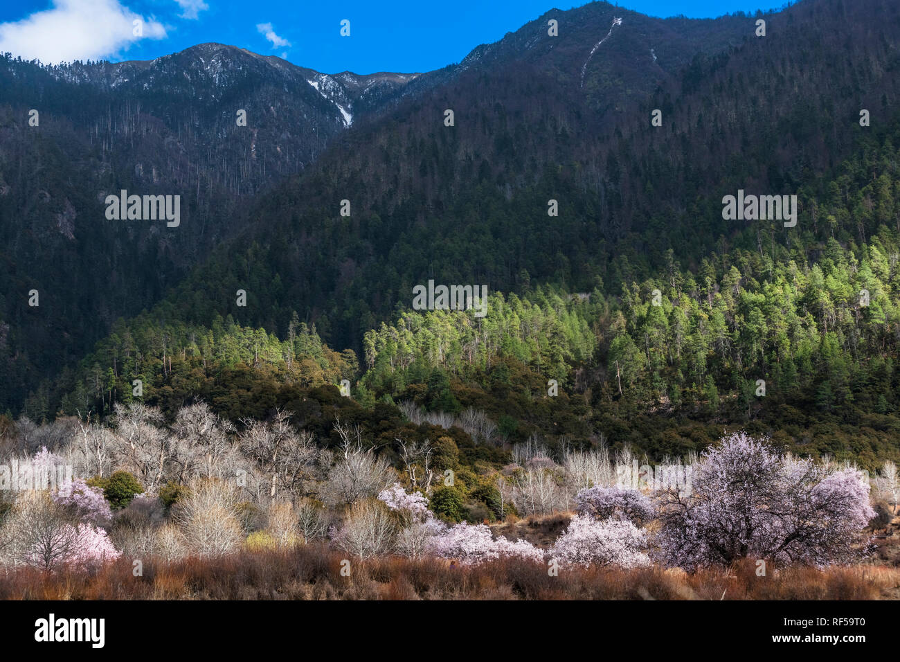 Peach blossom, spring in tibet china Stock Photo - Alamy