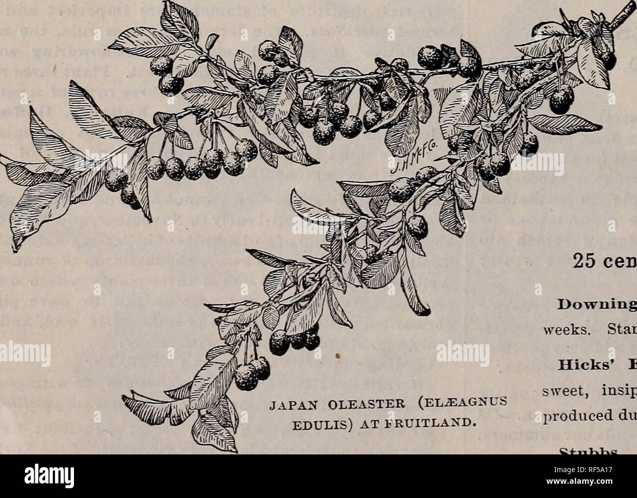 . Fruitland Nurseries. Nursery stock, Georgia, Augusta, Catalogs; Fruit ...