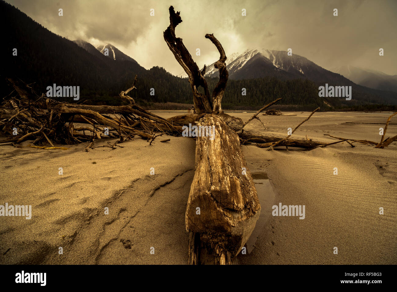 tree on the beach, landscape in tibet china Stock Photo - Alamy