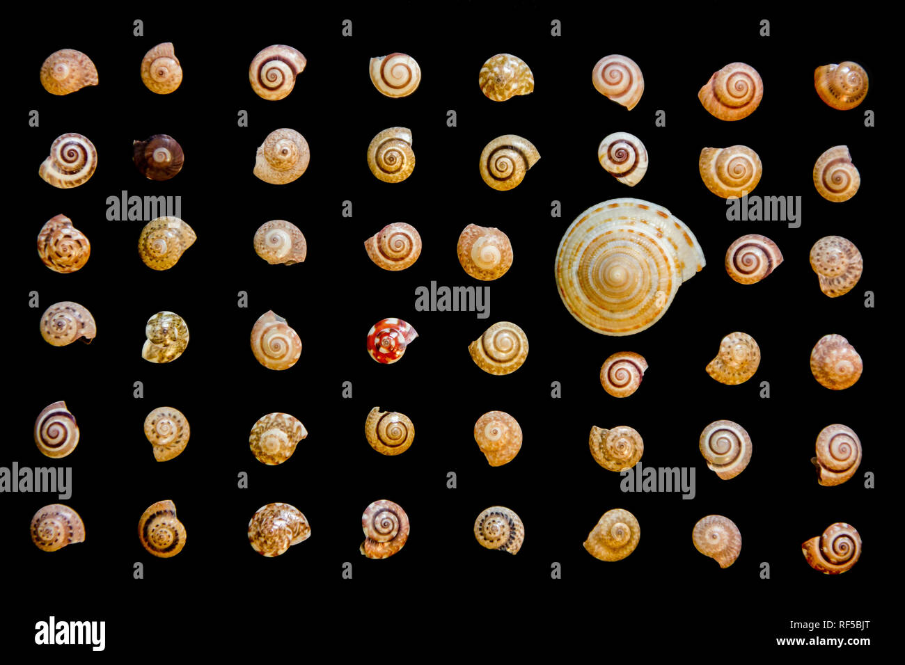 Shellfish assortment hi-res stock photography and images - Alamy