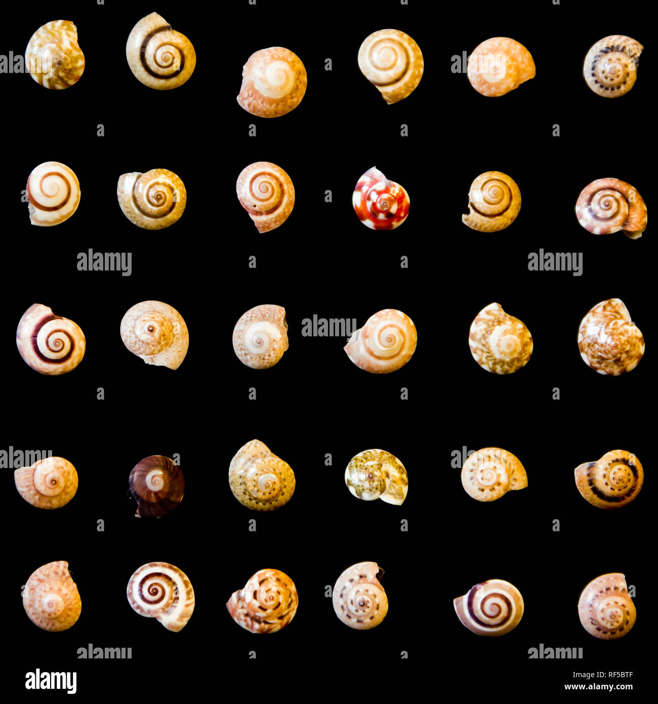 A diversity concept using mollusk shells of various patterns and colors ...