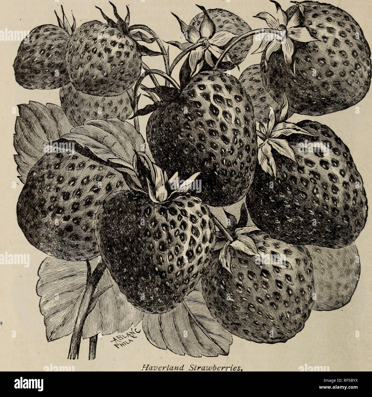 . Descriptive catalogue of fruit and ornamental trees, shrubs, vines ...