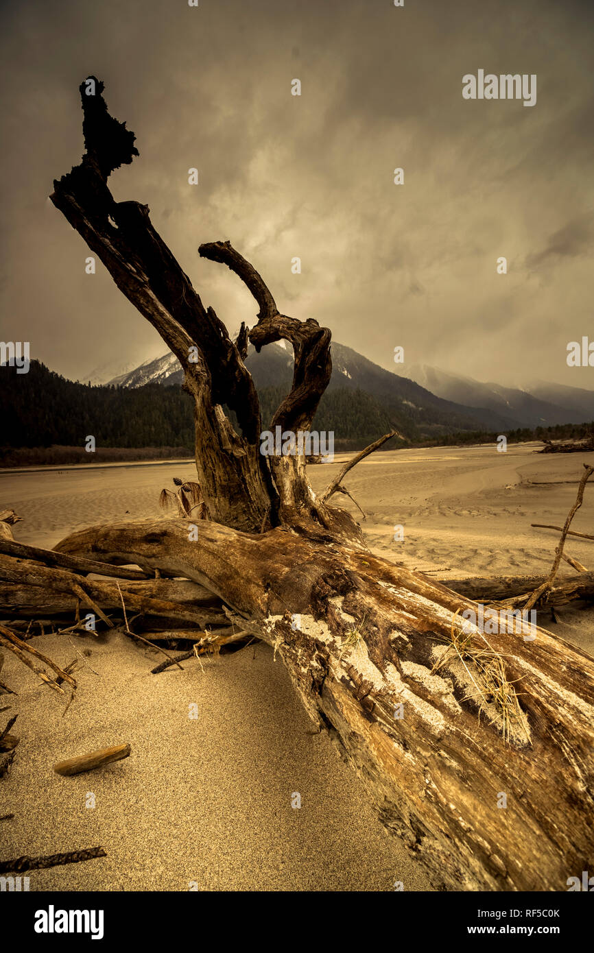tree on the beach, landscape in tibet china Stock Photo - Alamy