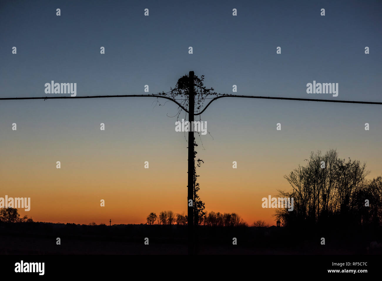Old pole for telephone line, covered by climber vegetation, at sunset ...