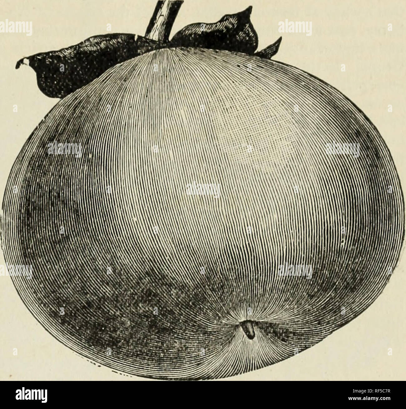 . Descriptive catalogue of fruit and ornamental trees, shrubs, vines ...