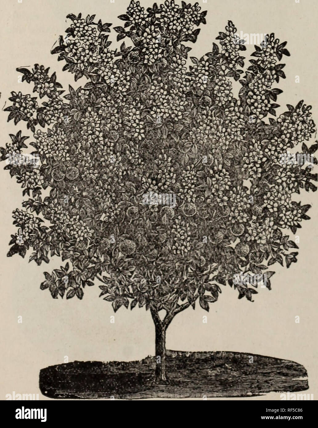 . Descriptive catalogue of fruit and ornamental trees, shrubs, vines ...