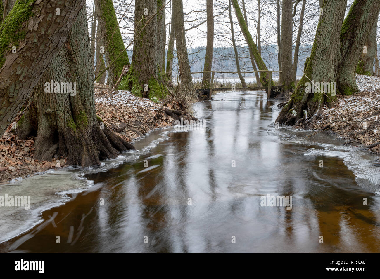 A small river flowing between trees with a small water degree. The ...