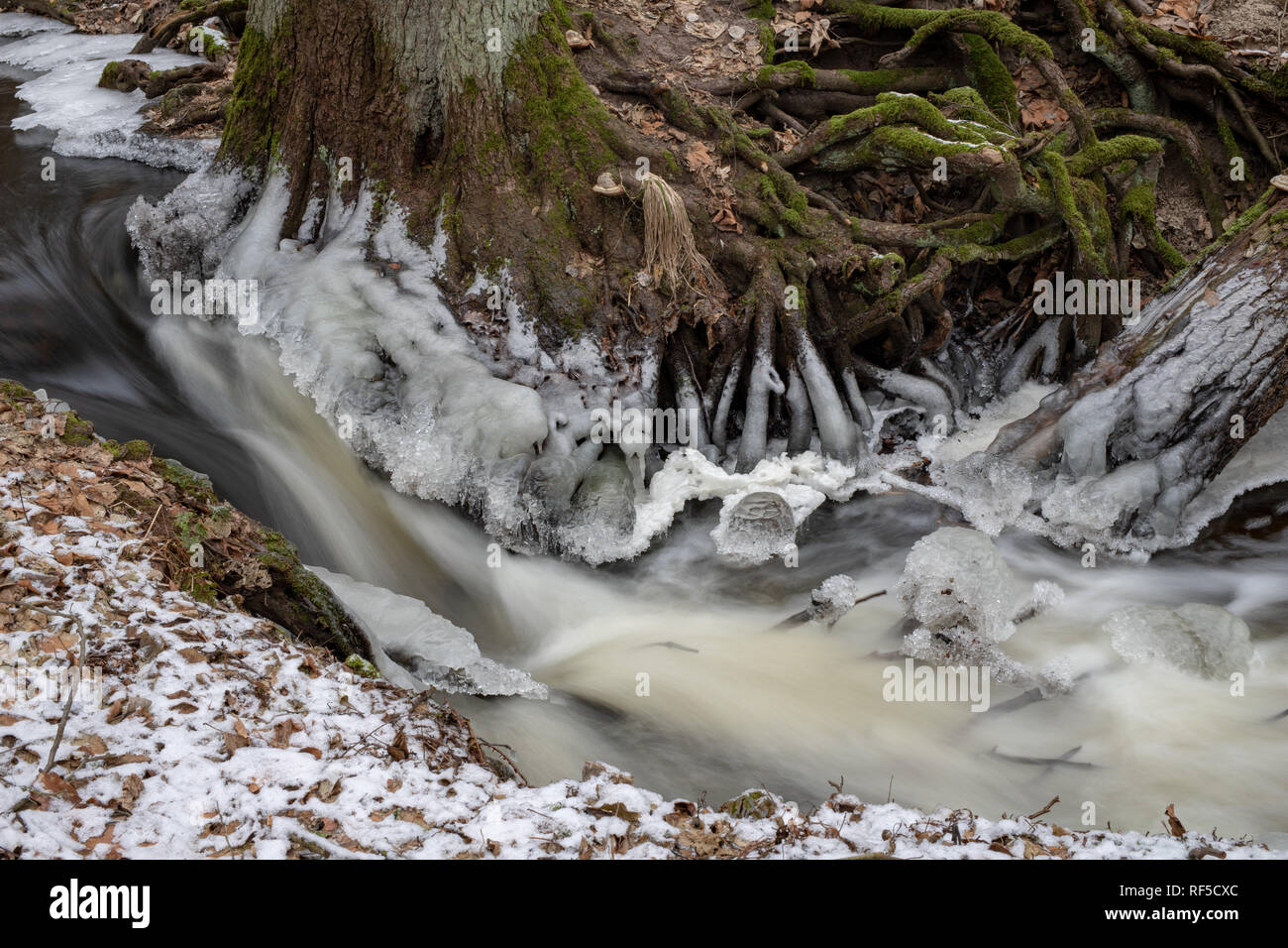 A small river flowing between trees with a small water degree. The ...