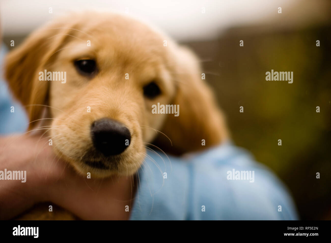 Dog being held by person Stock Photo - Alamy