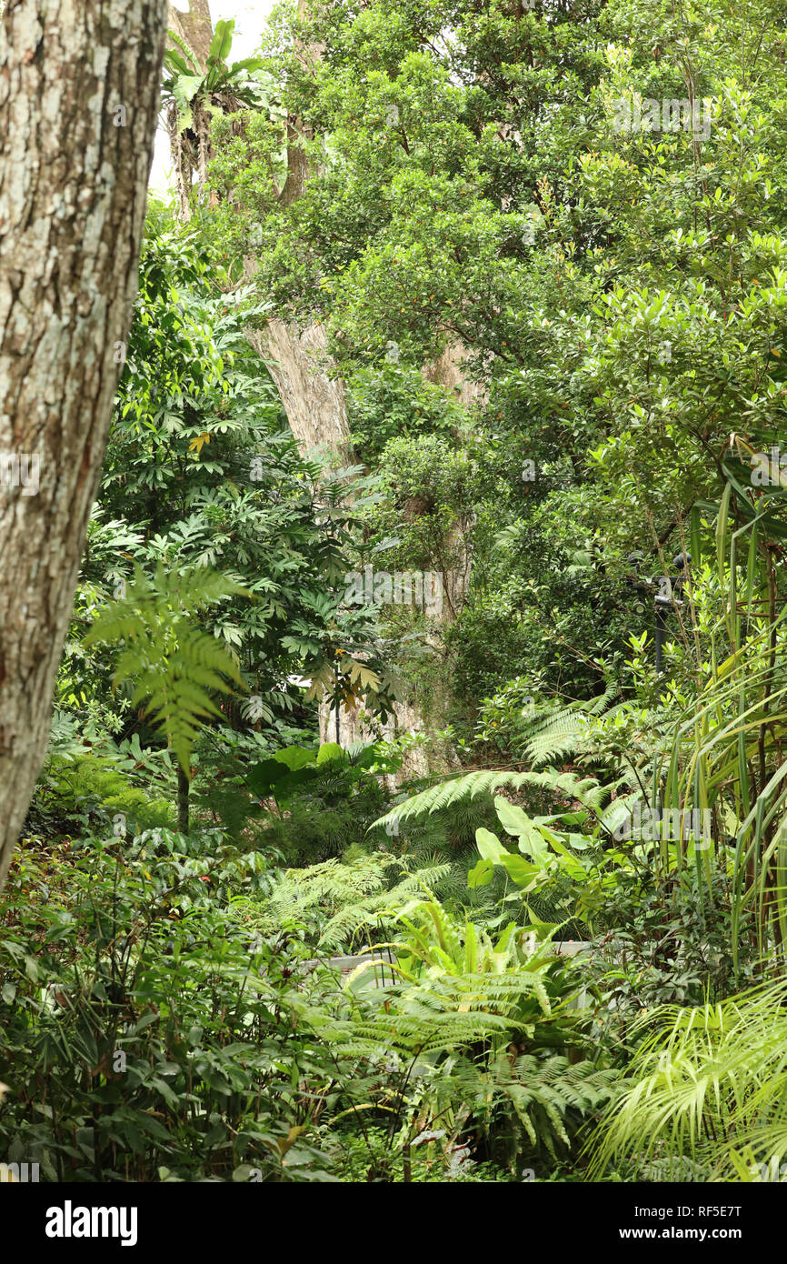 Tropical Evergreen Forests High Resolution Stock Photography and Images ...