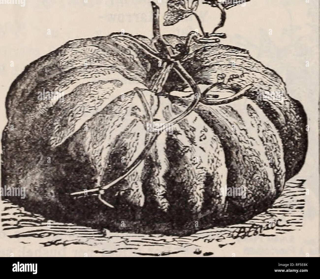 Rui plant hi-res stock photography and images - Alamy