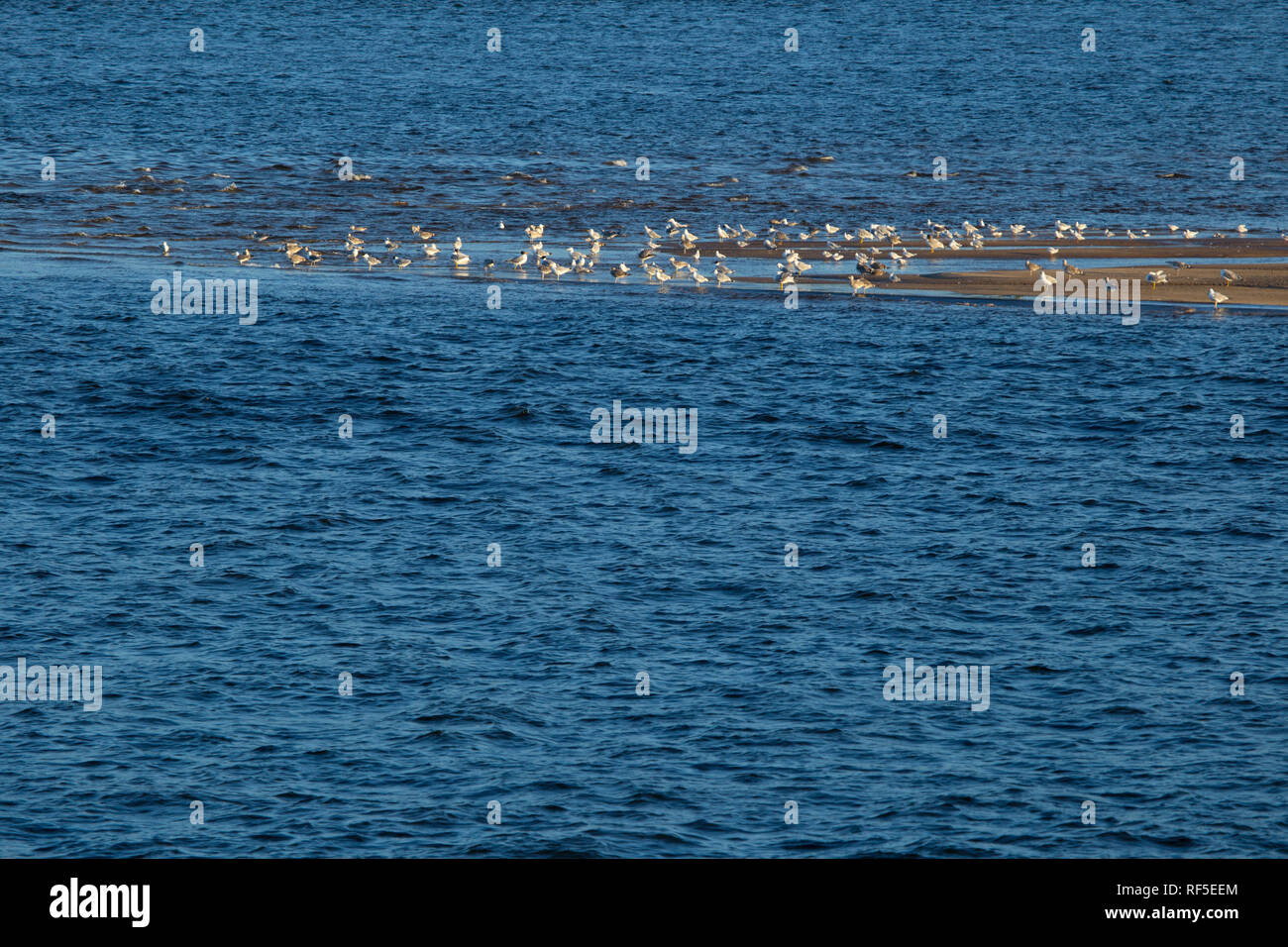 Sand birds hi-res stock photography and images - Alamy
