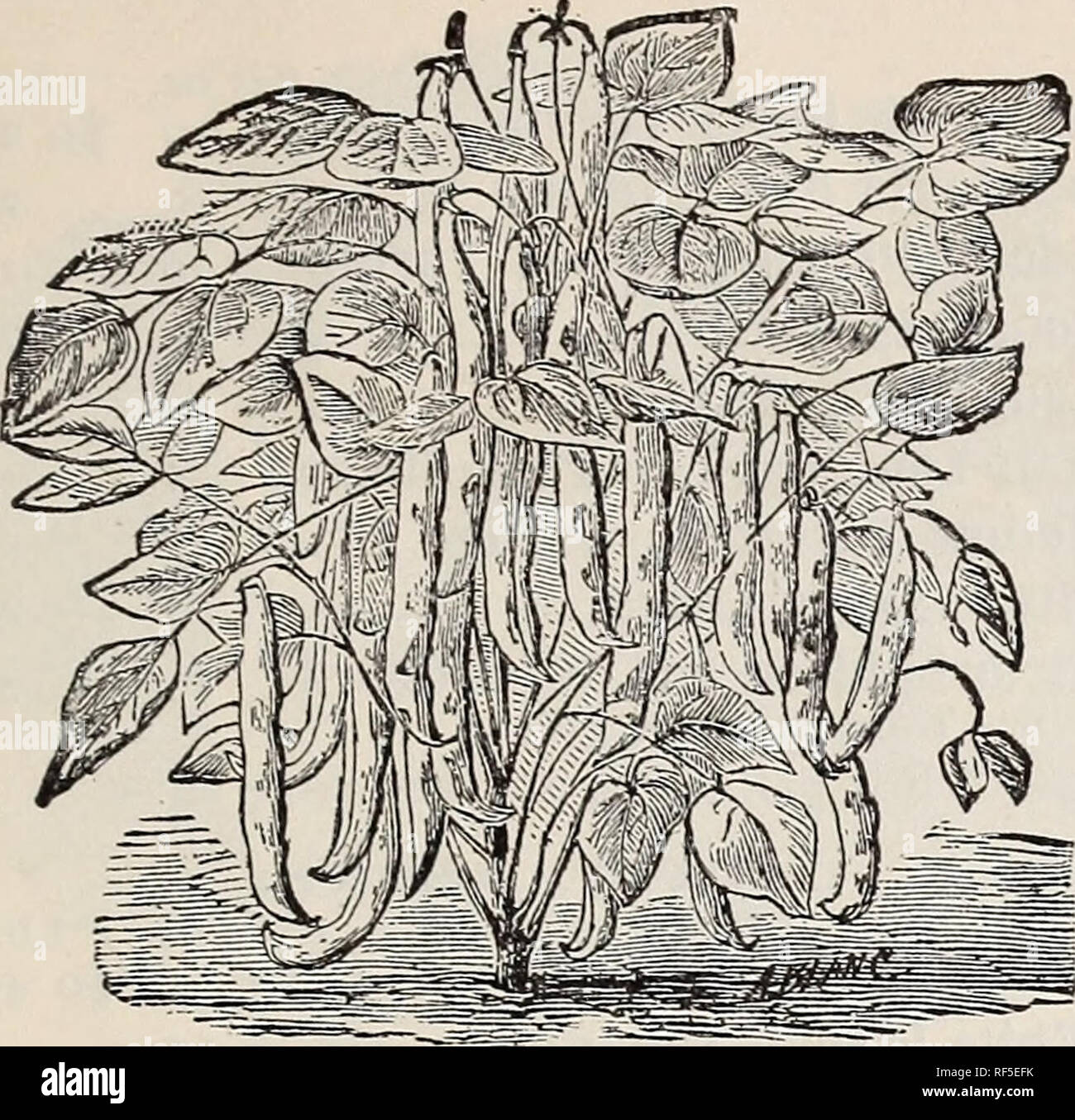 Bridgeman china hi-res stock photography and images - Alamy