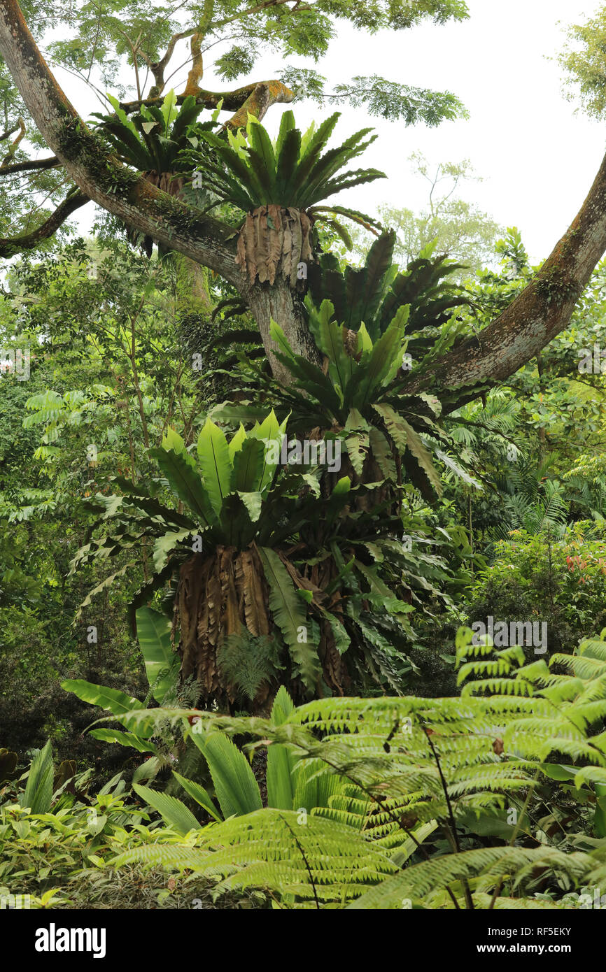 Tropical Evergreen Forests High Resolution Stock Photography and Images ...
