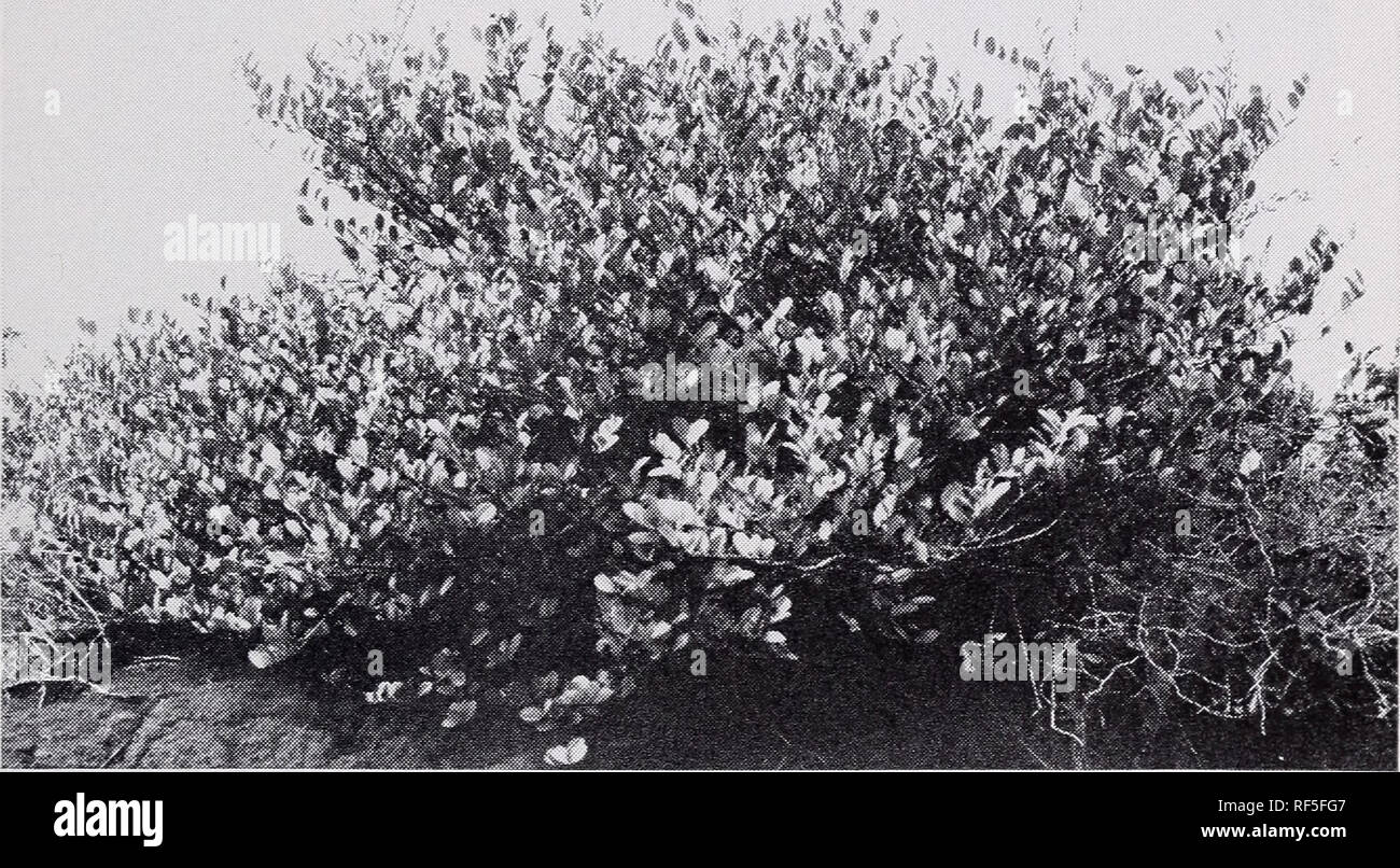 . Some ornamental shrubs for the Tropics. Shrubs Tropics. SOME ...