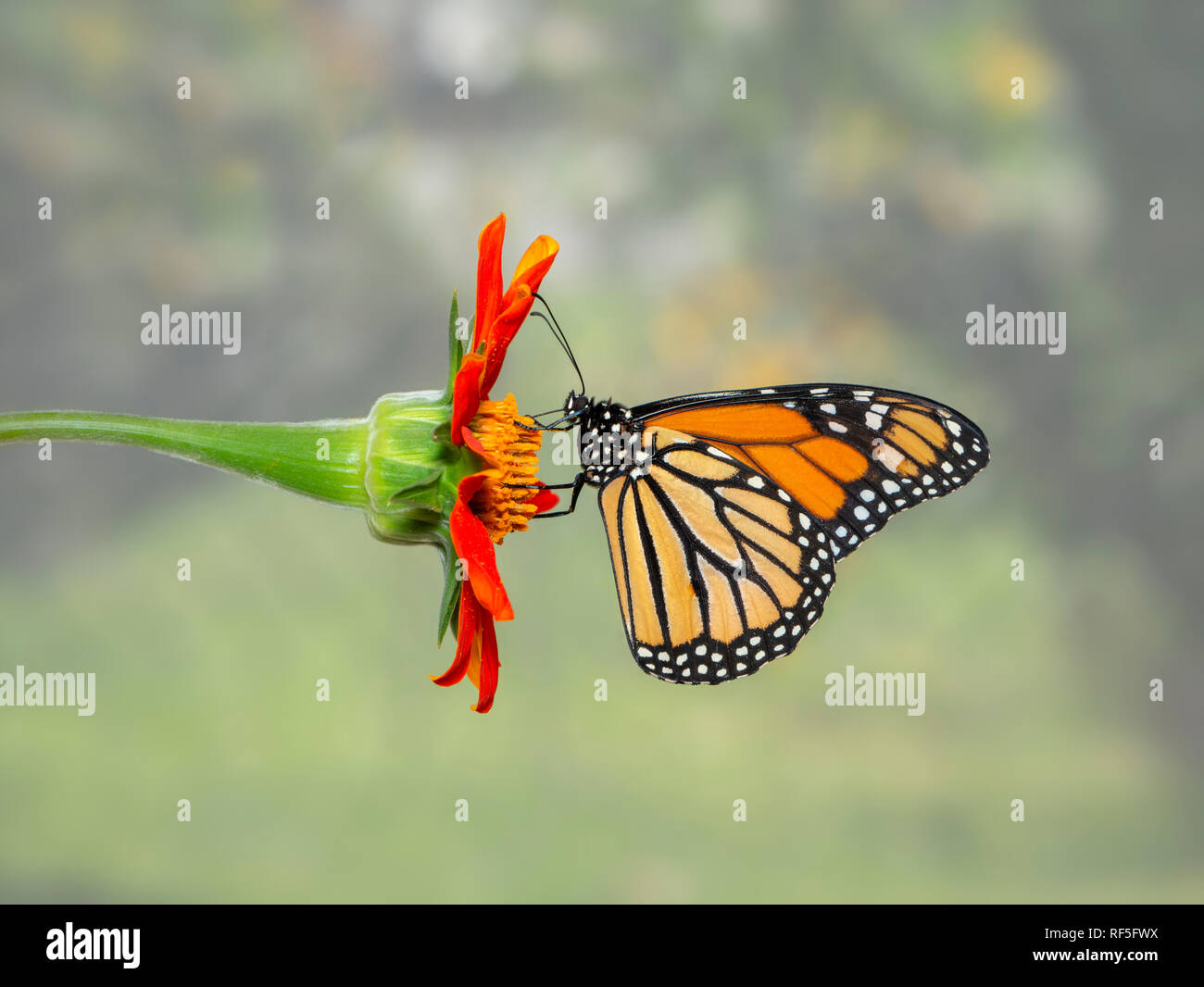 Side profile butterfly hi-res stock photography and images - Alamy