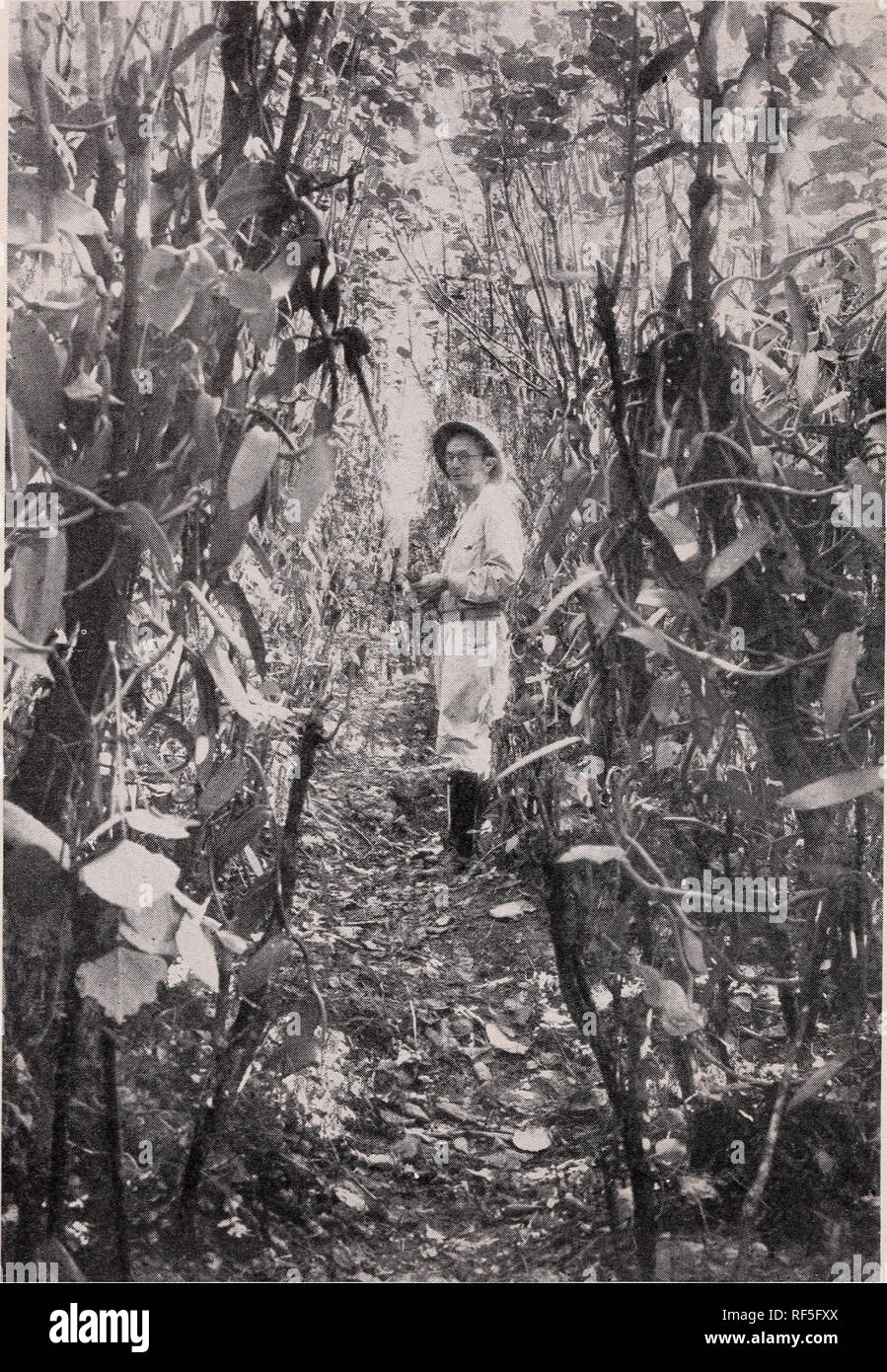 . Vanilla culture in Puerto Rico. Vanilla; Orchids. 24 CIRCULAR NO, 2 8 ...