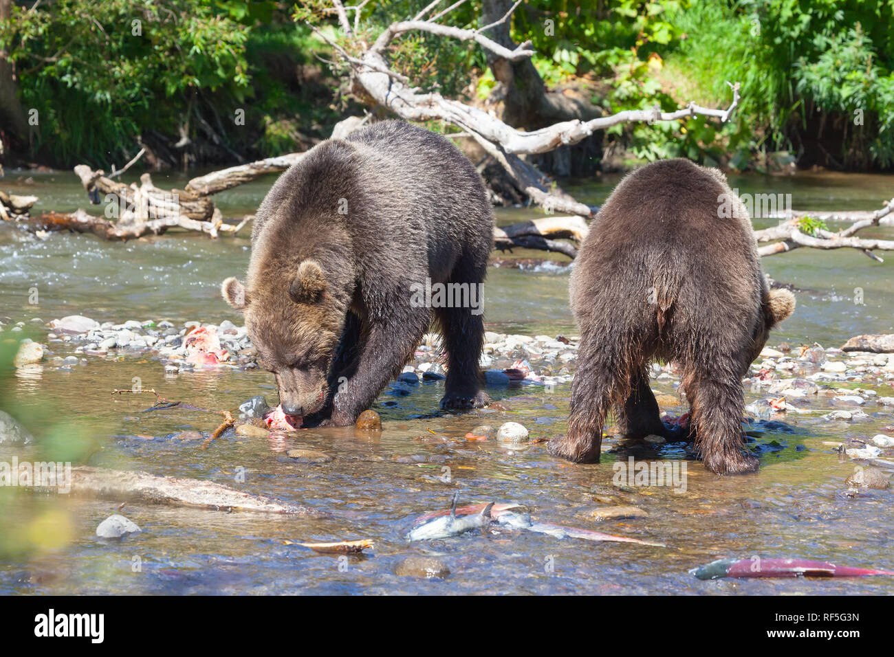 Two Bears Playing