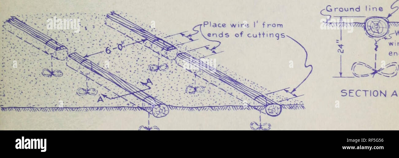 . Procedure and techniques for tree and shrub planting. Tree planting ...