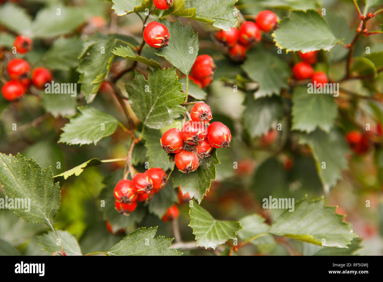 Red ripe hawthorn berries close up picture Stock Photo - Alamy
