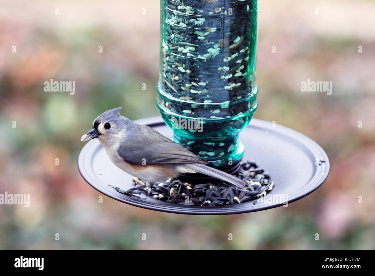 Tufted Titmouse, Baeolophus bicolor, eating at a bird feeder Stock ...