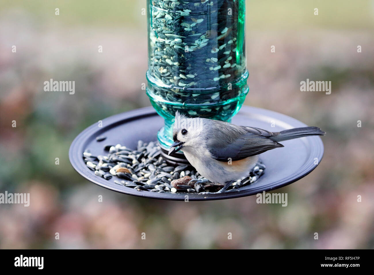 Tufted titmouse bird feeder hi-res stock photography and images - Alamy
