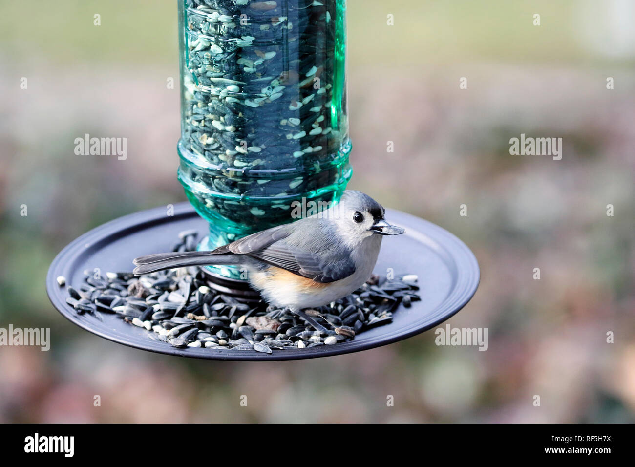 Tufted Titmouse, Baeolophus bicolor, eating at a bird feeder Stock ...