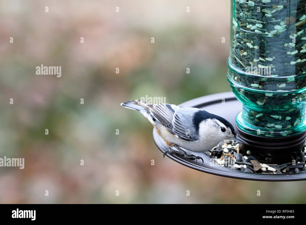Nuthatches bird feeder hi-res stock photography and images - Alamy