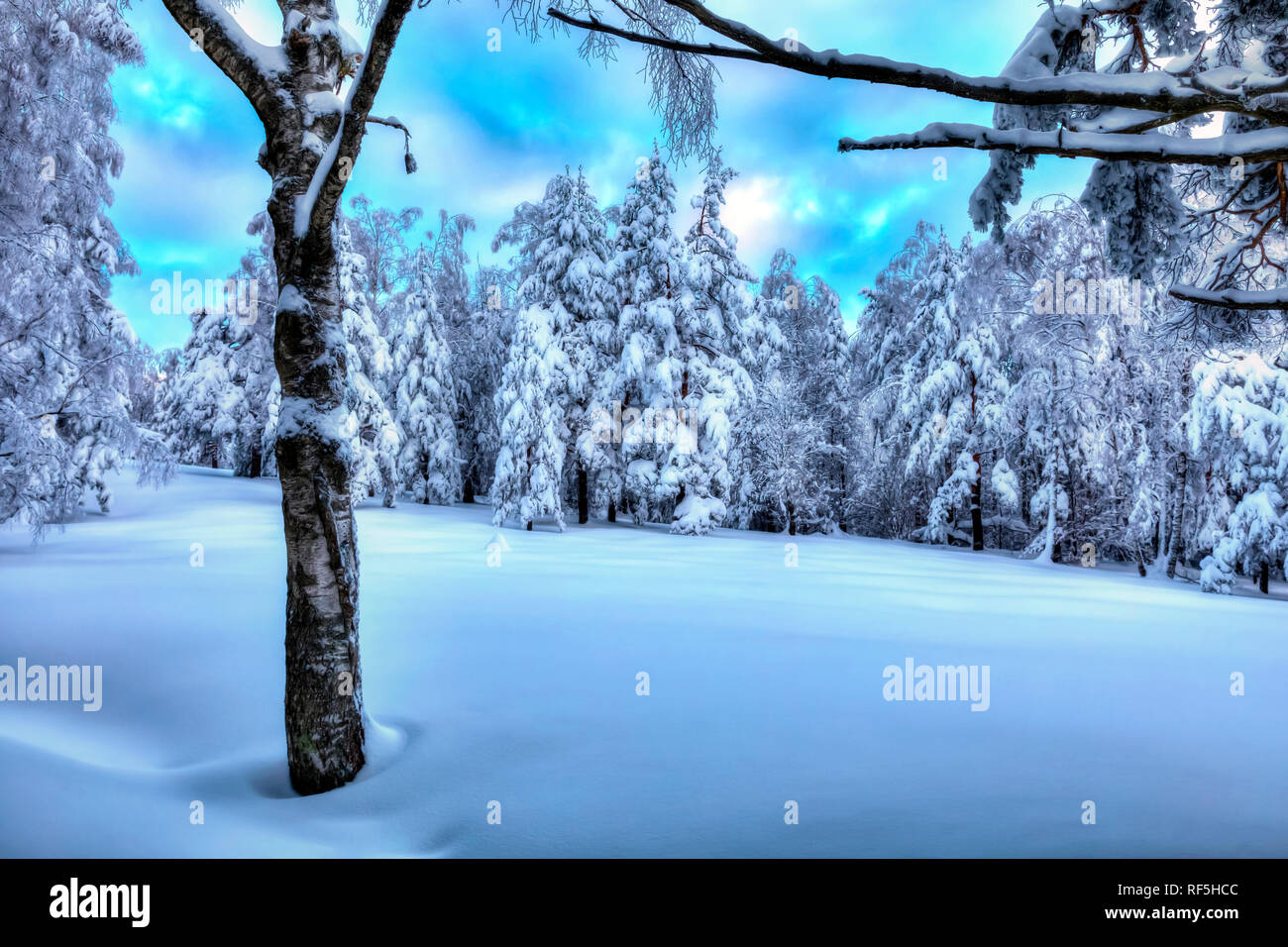 Snowy birch tree landscape hi-res stock photography and images - Alamy