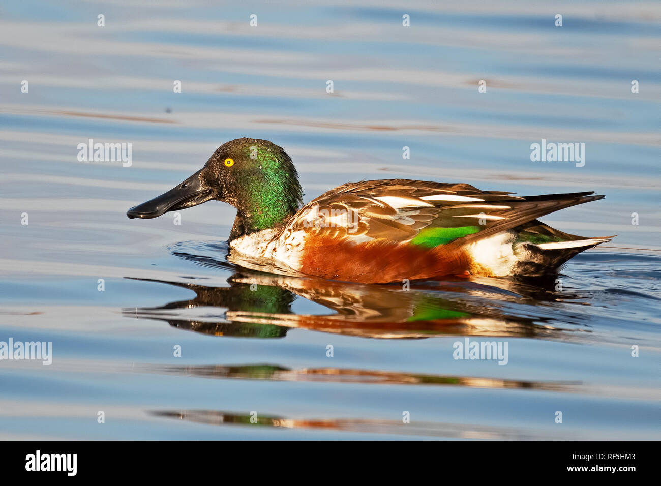 Male Northern Shoveler Duck Stock Photo - Alamy